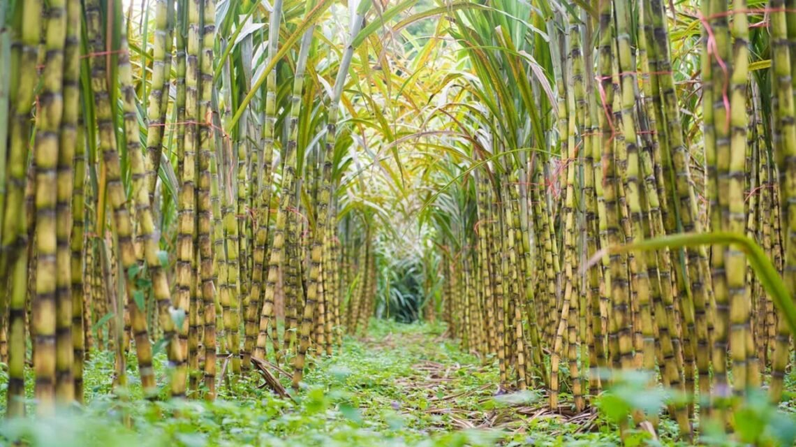 Health Benefits Of Sugarcane You May Not Know